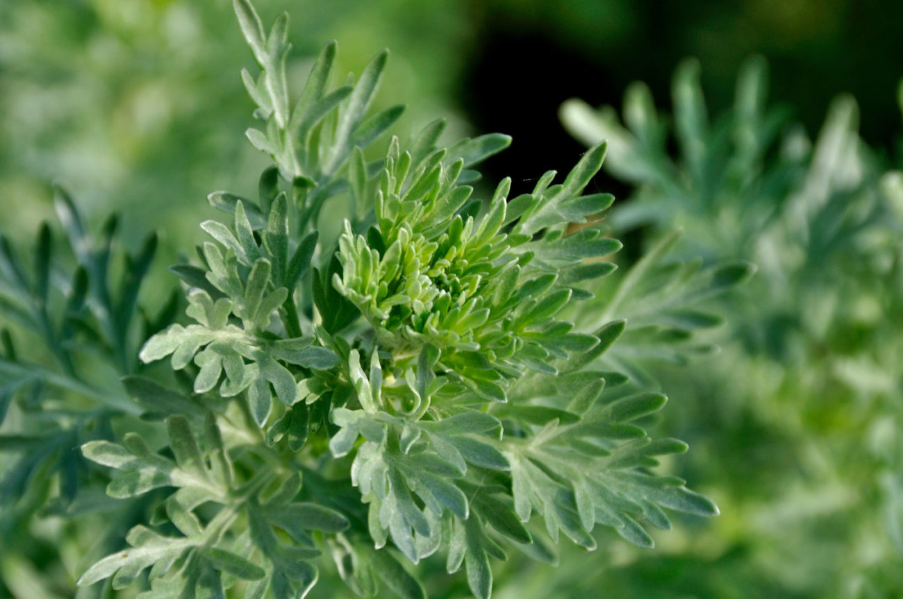 Absinthe : Propriétés, Bienfaits et Applications en Phytothérapie ...