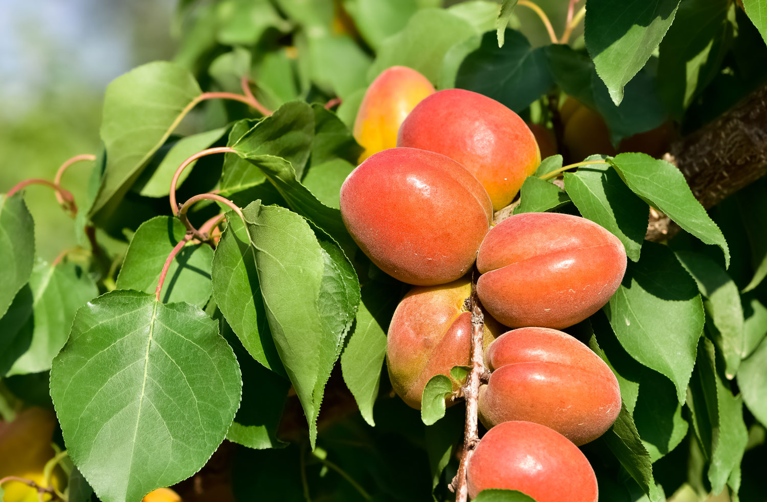 Abricotier : Propriétés, Bienfaits et Applications en Phytothérapie ...