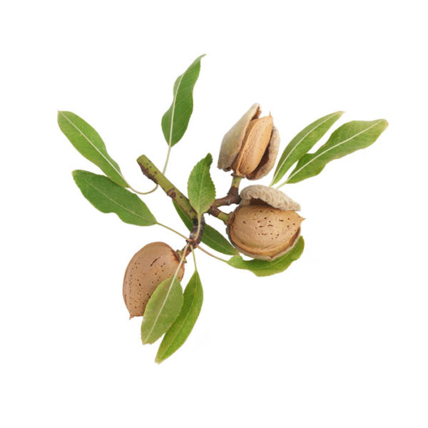 Amandier : Propriétés, Bienfaits et Applications en Phytothérapie ...