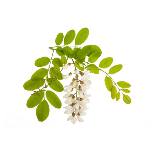 Acacia : Propriétés, Bienfaits et Applications en Phytothérapie ...