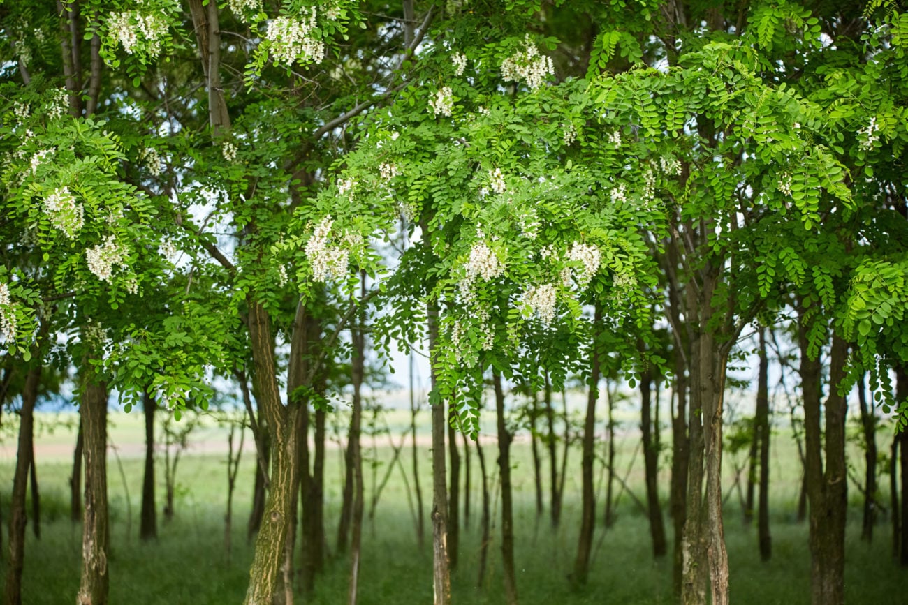 Acacia : Propriétés, Bienfaits et Applications en Phytothérapie ...
