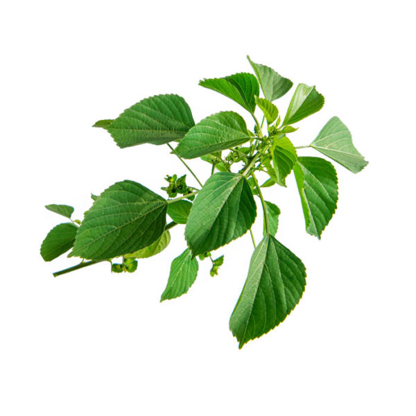 Acalypha australis : Propriétés, Bienfaits et Applications en Phytothérapie - France Minéraux