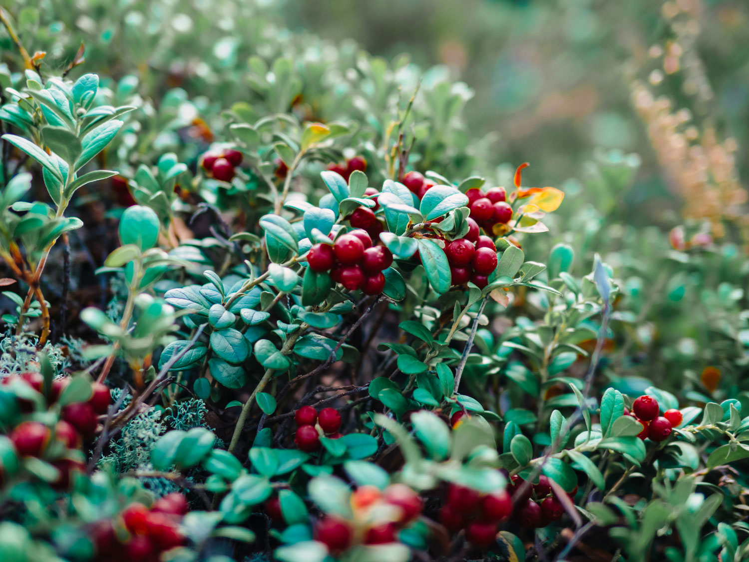 Airelle rouge : Propriétés, Bienfaits et Applications en Phytothérapie ...