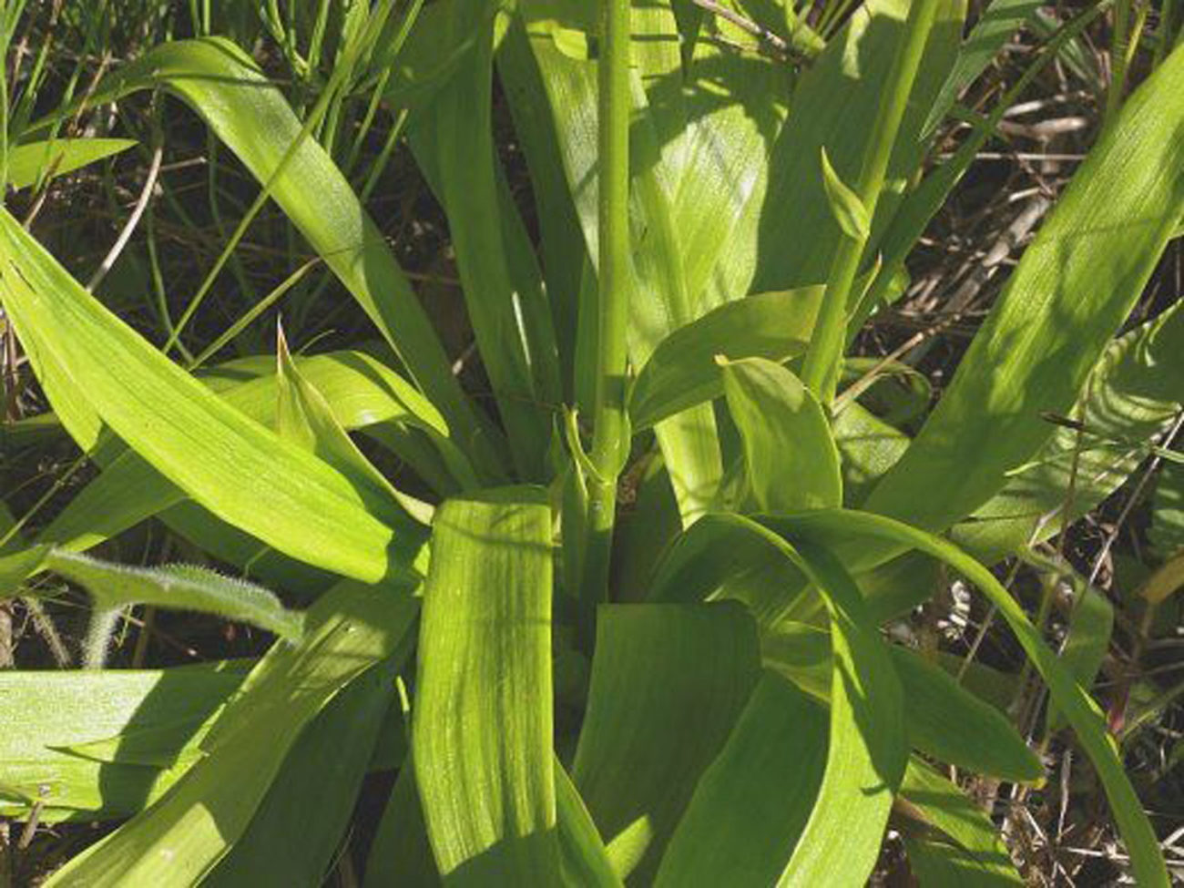 Alétris farineux : Propriétés, Bienfaits et Applications en ...