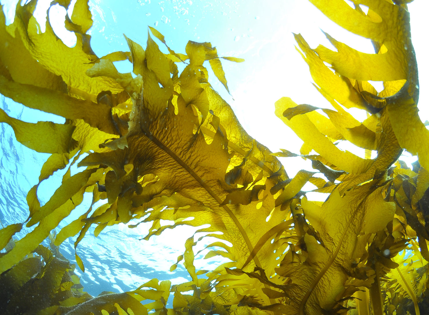 Algues : Propriétés, Bienfaits et Applications en Phytothérapie ...