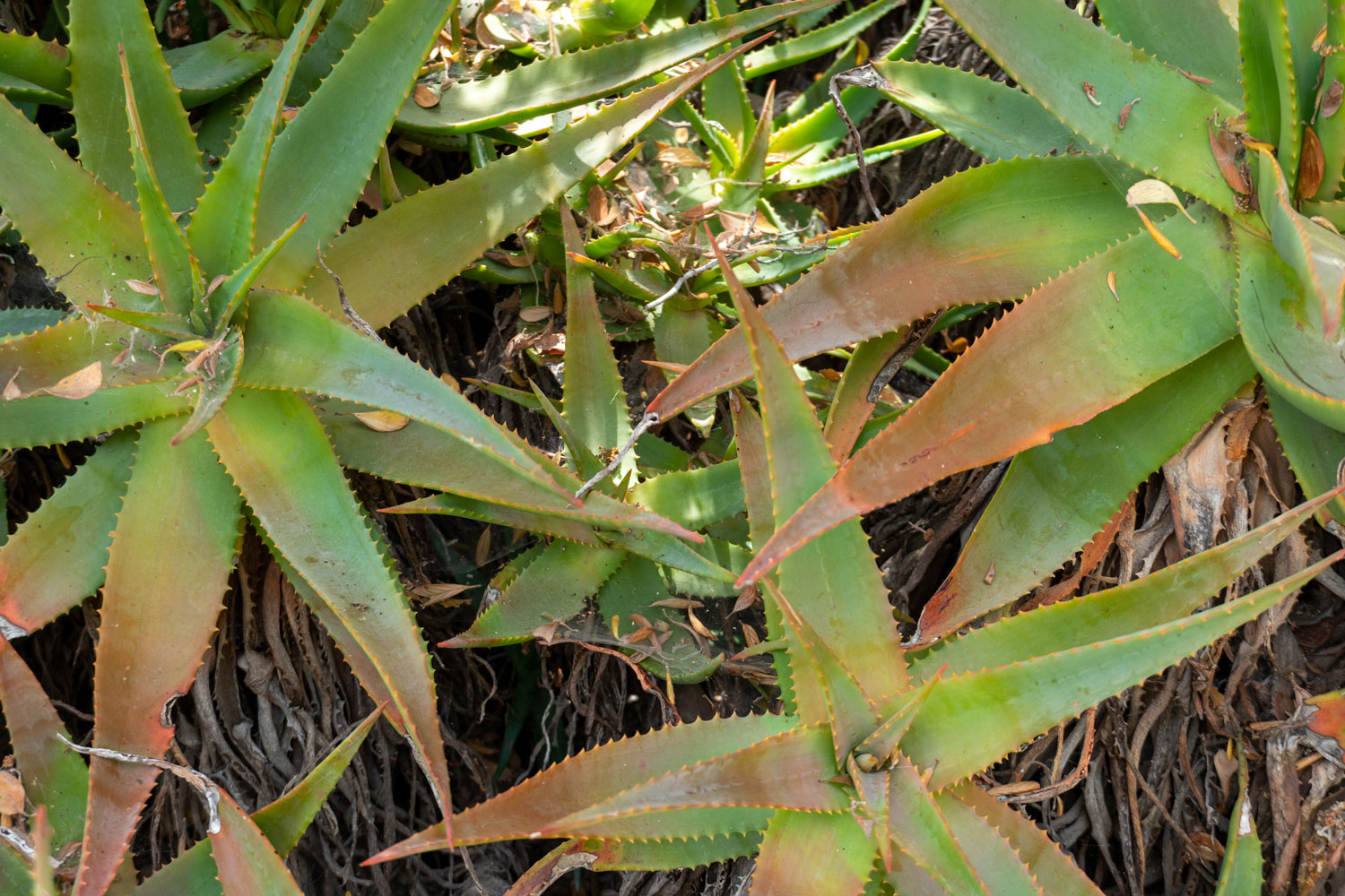 Aloès : Propriétés, Bienfaits et Applications en Phytothérapie - France ...