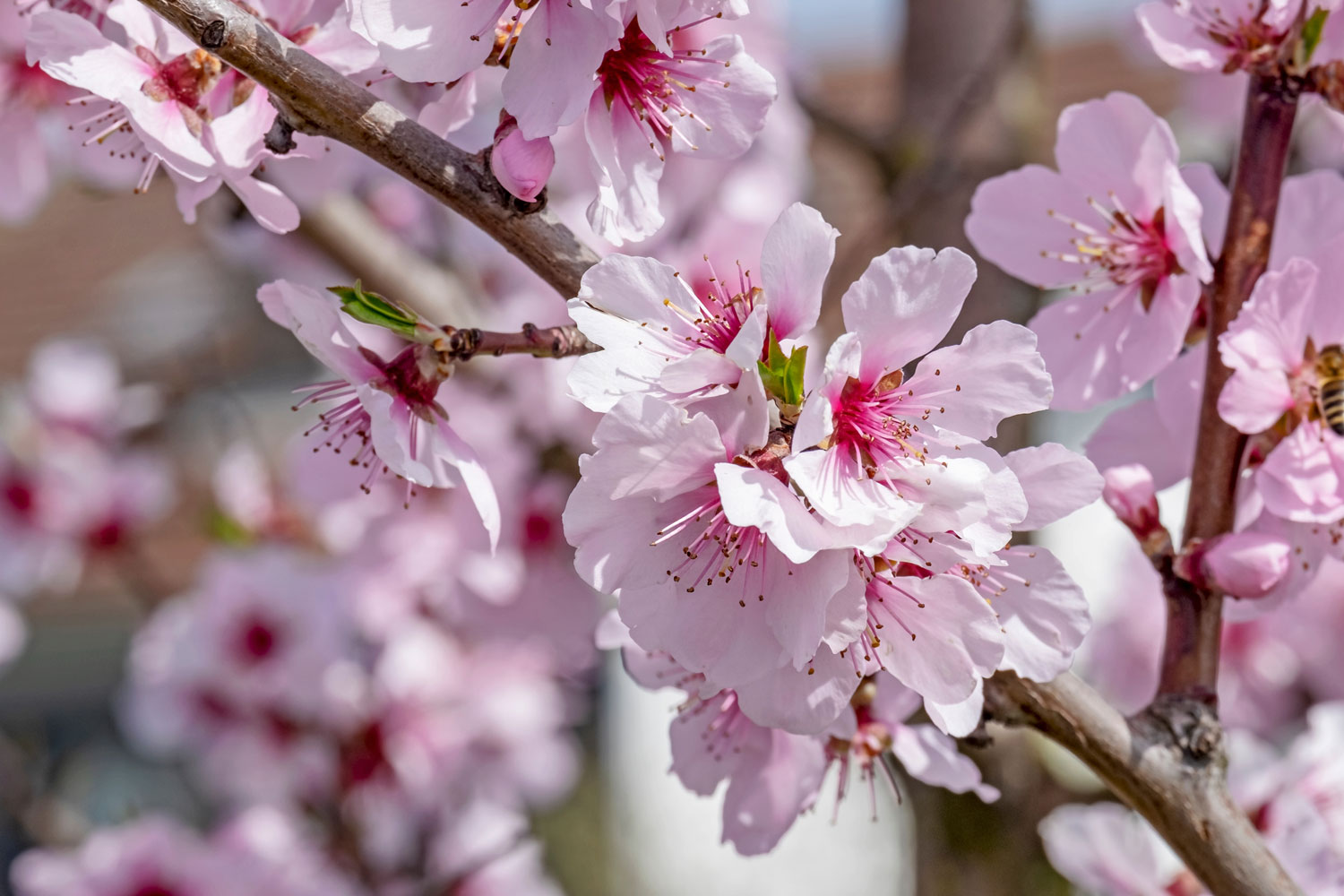 Amandier commun : Propriétés, Bienfaits et Applications en ...
