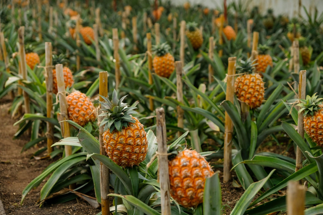Ananas (Ananas comosus) : Propriétés, Bienfaits et Applications en ...