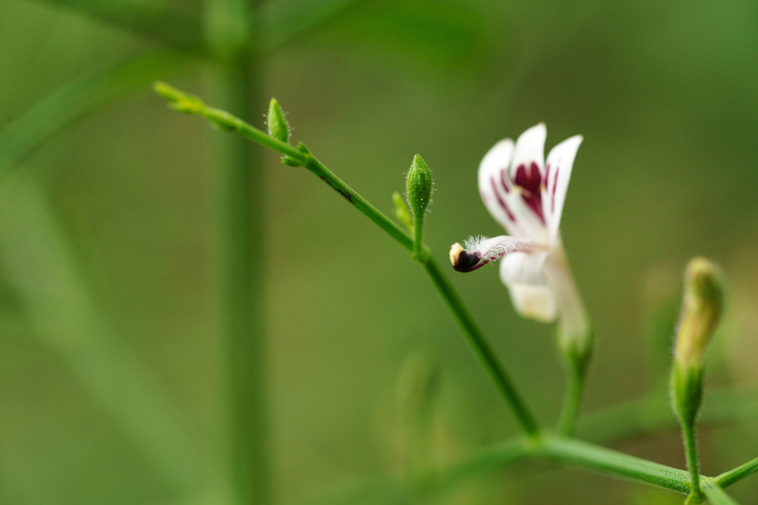 Andrographis : Propriétés, Bienfaits et Applications en Phytothérapie ...