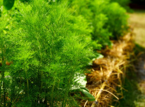 Aneth : Propriétés, Bienfaits et Applications en Phytothérapie - France ...