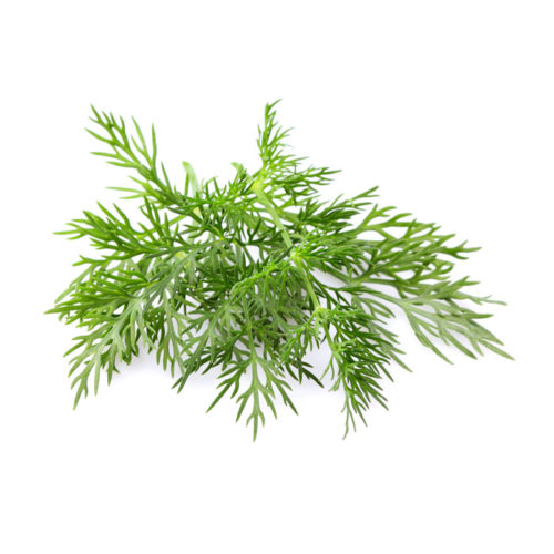 Aneth : Propriétés, Bienfaits et Applications en Phytothérapie - France ...