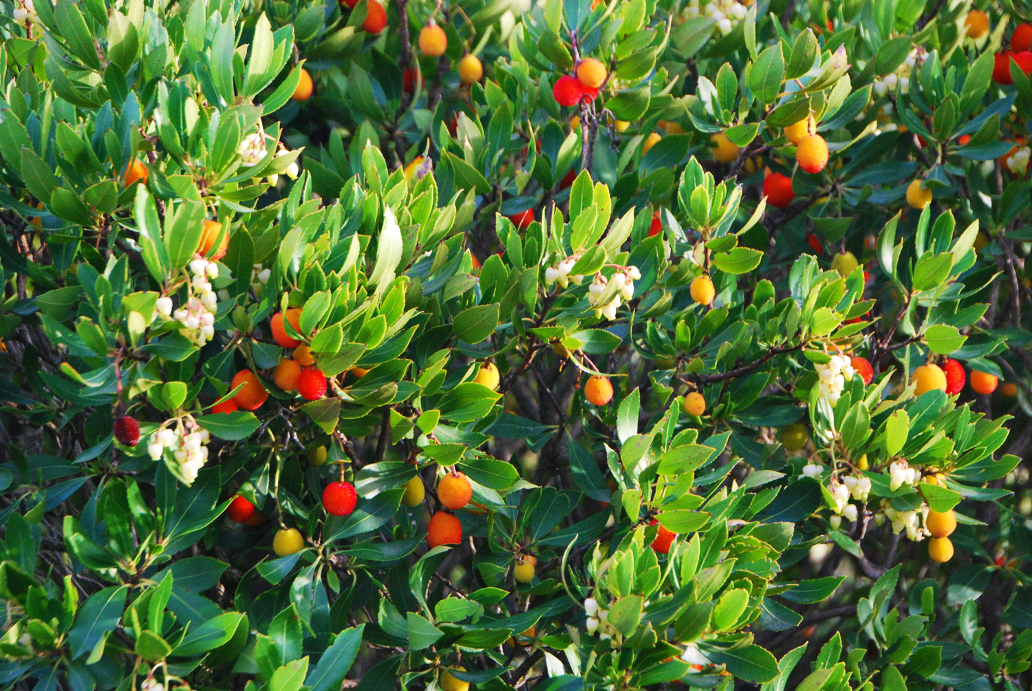 Arbousier : Propriétés, Bienfaits et Applications en Phytothérapie ...