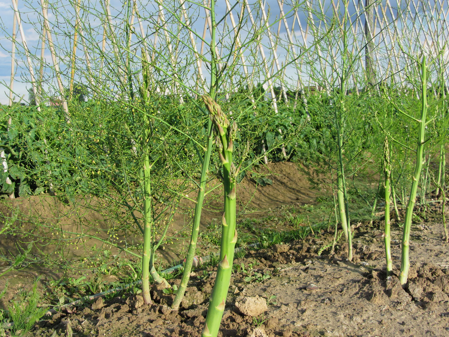 Asperge : Propriétés, Bienfaits et Applications en Phytothérapie ...