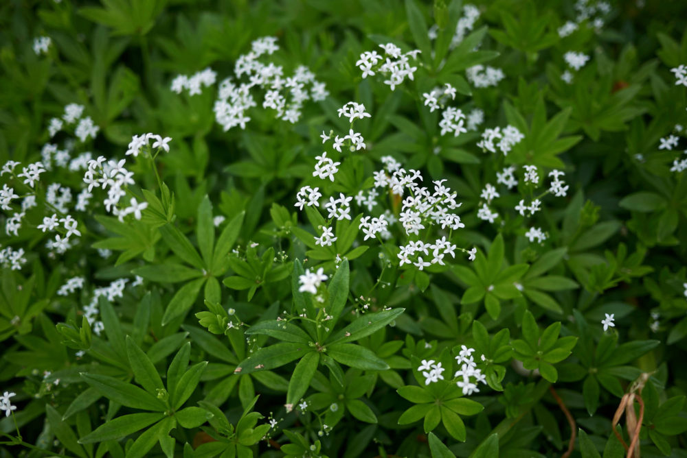 Aspérule odorante : Propriétés, Bienfaits et Applications en ...