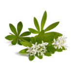 Aspérule odorante : Propriétés, Bienfaits et Applications en ...