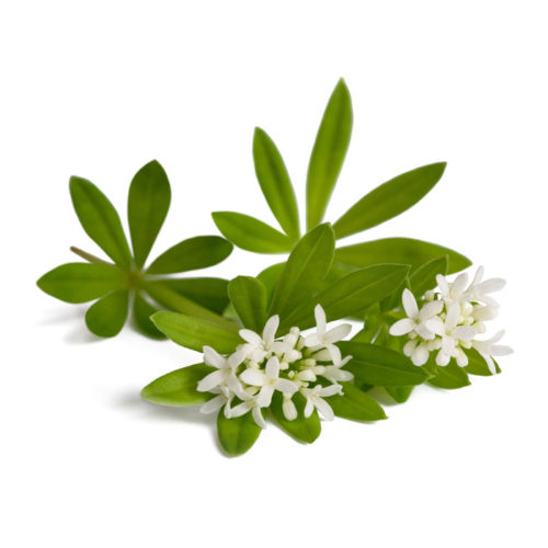 Aspérule odorante : Propriétés, Bienfaits et Applications en ...