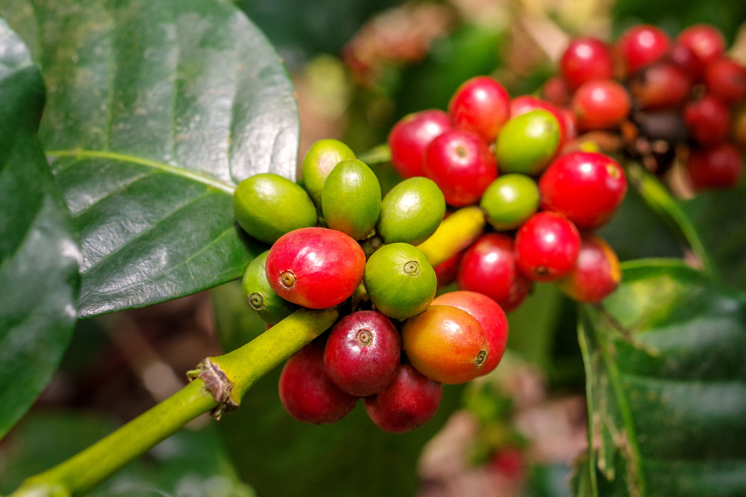 Caféier : Propriétés, Bienfaits et Applications en Phytothérapie ...