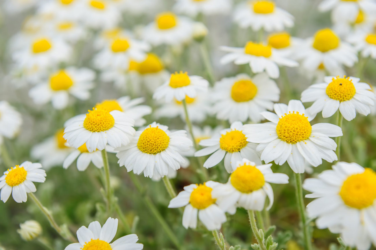 Camomille : Propriétés, Bienfaits et Applications en Phytothérapie ...