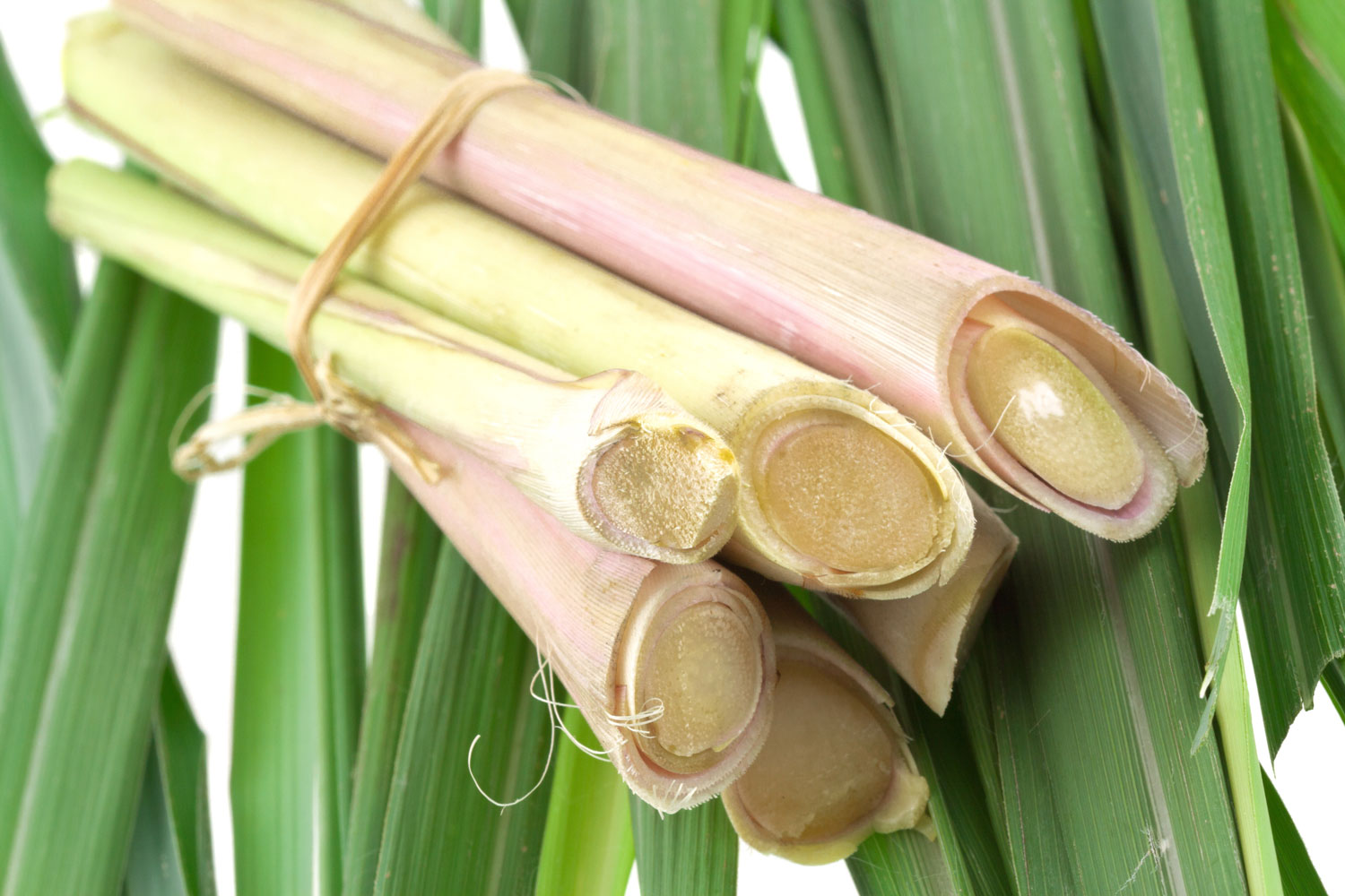 Citronnelle : Propriétés, Bienfaits et Applications en Phytothérapie ...