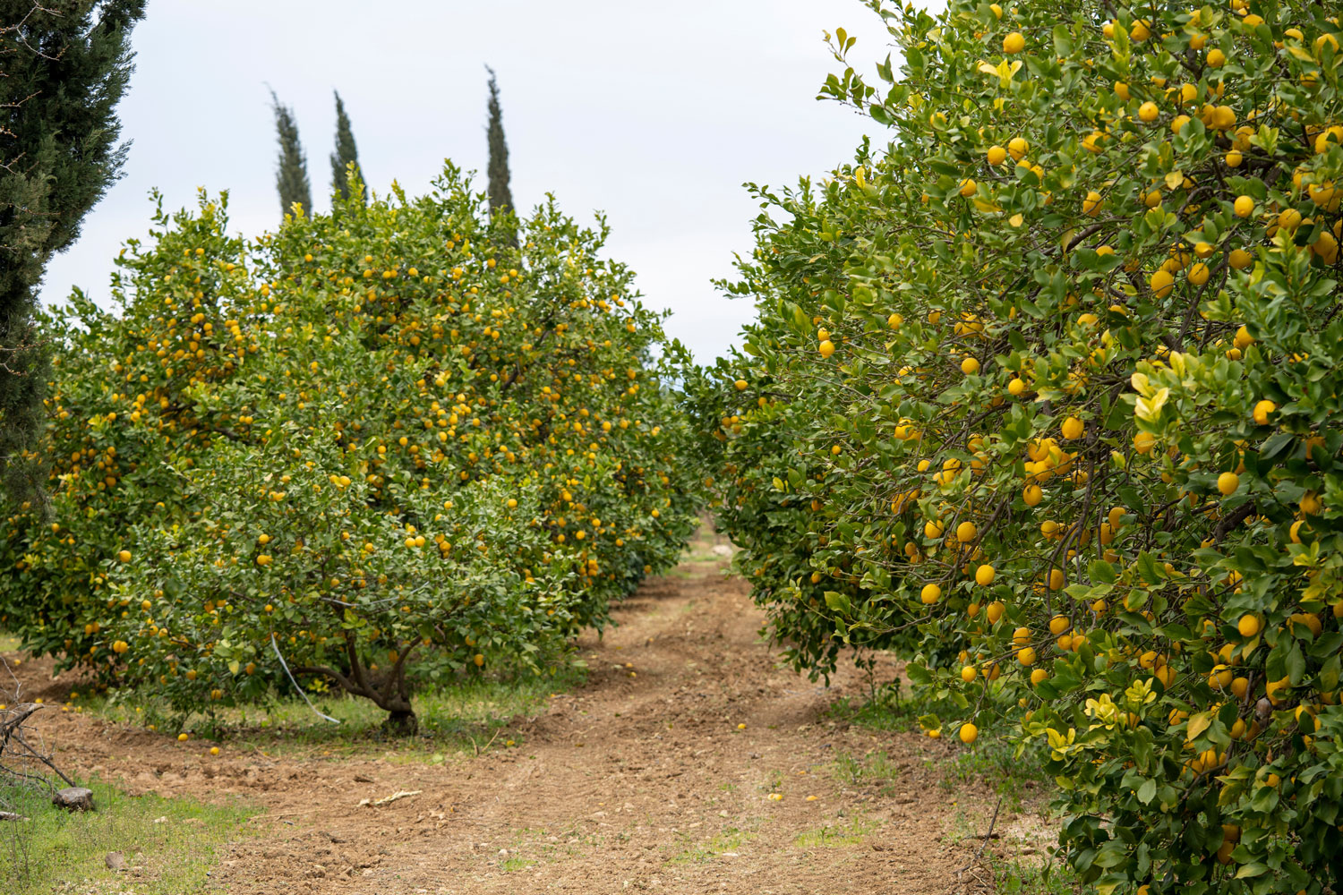 Citronnier : Propriétés, Bienfaits et Applications en Phytothérapie ...