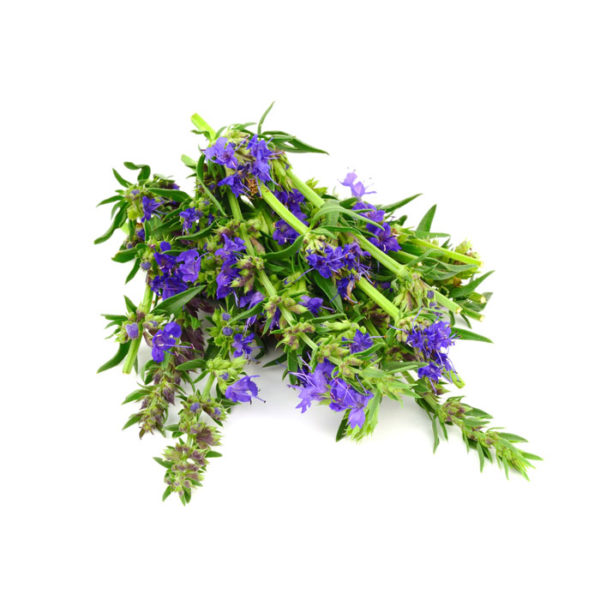 Hysope officinale : Propriétés, Bienfaits et Applications en ...
