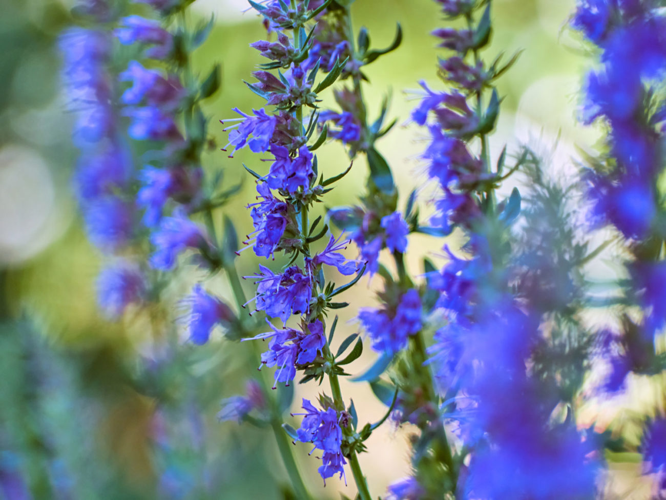 Hysope officinale : Propriétés, Bienfaits et Applications en ...