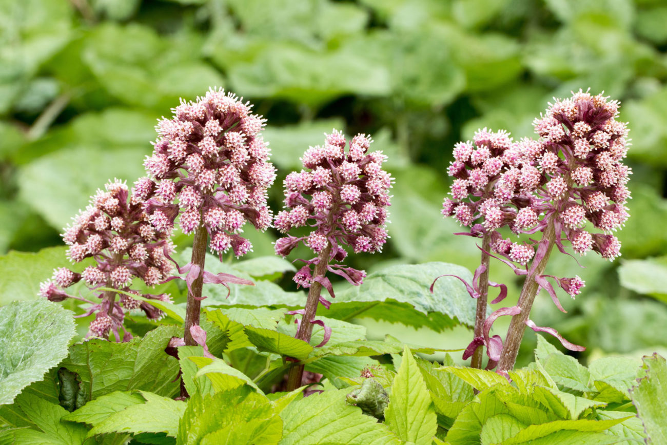 Pétasite : Propriétés, Bienfaits et Applications en Phytothérapie ...