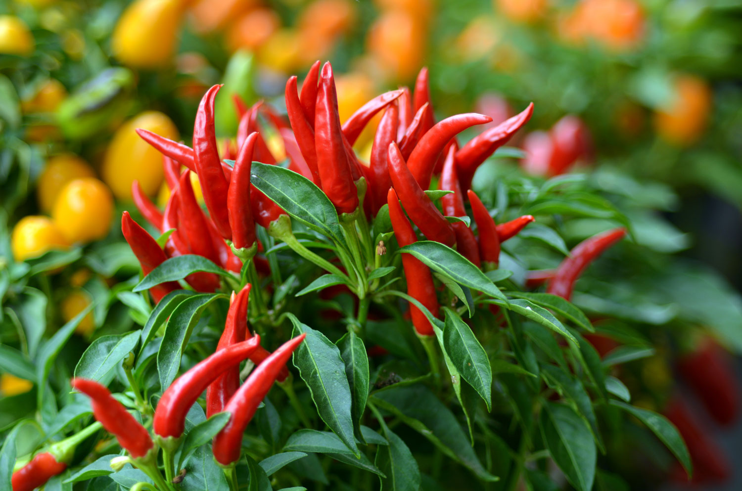 Piment : Propriétés, Bienfaits et Applications en Phytothérapie ...