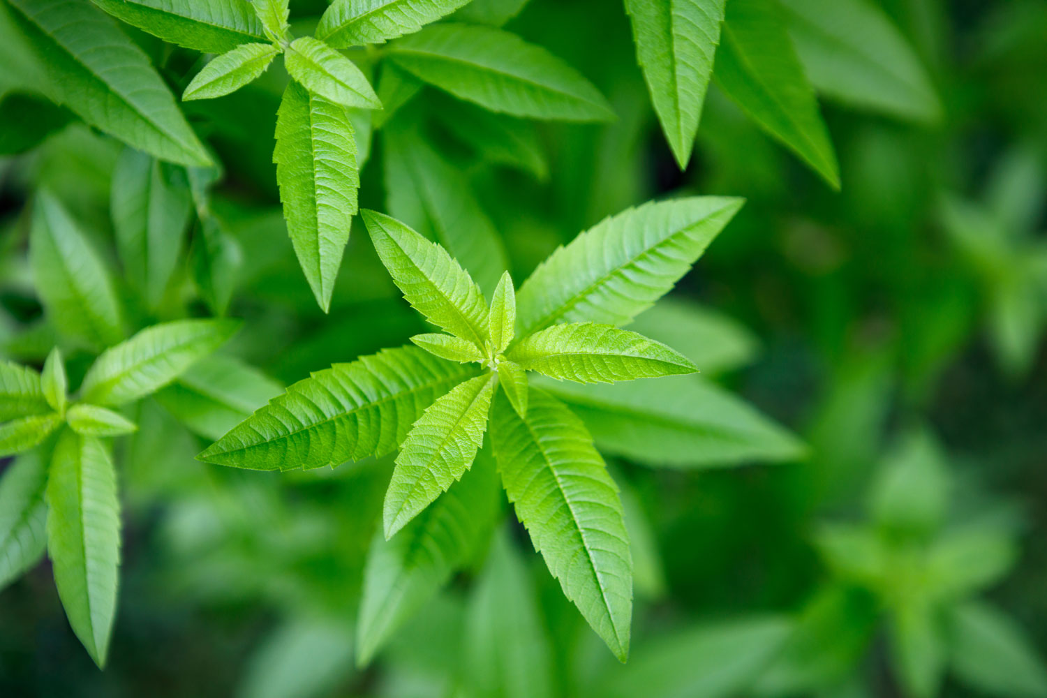 Verveine odorante : Propriétés, Bienfaits et Applications en ...