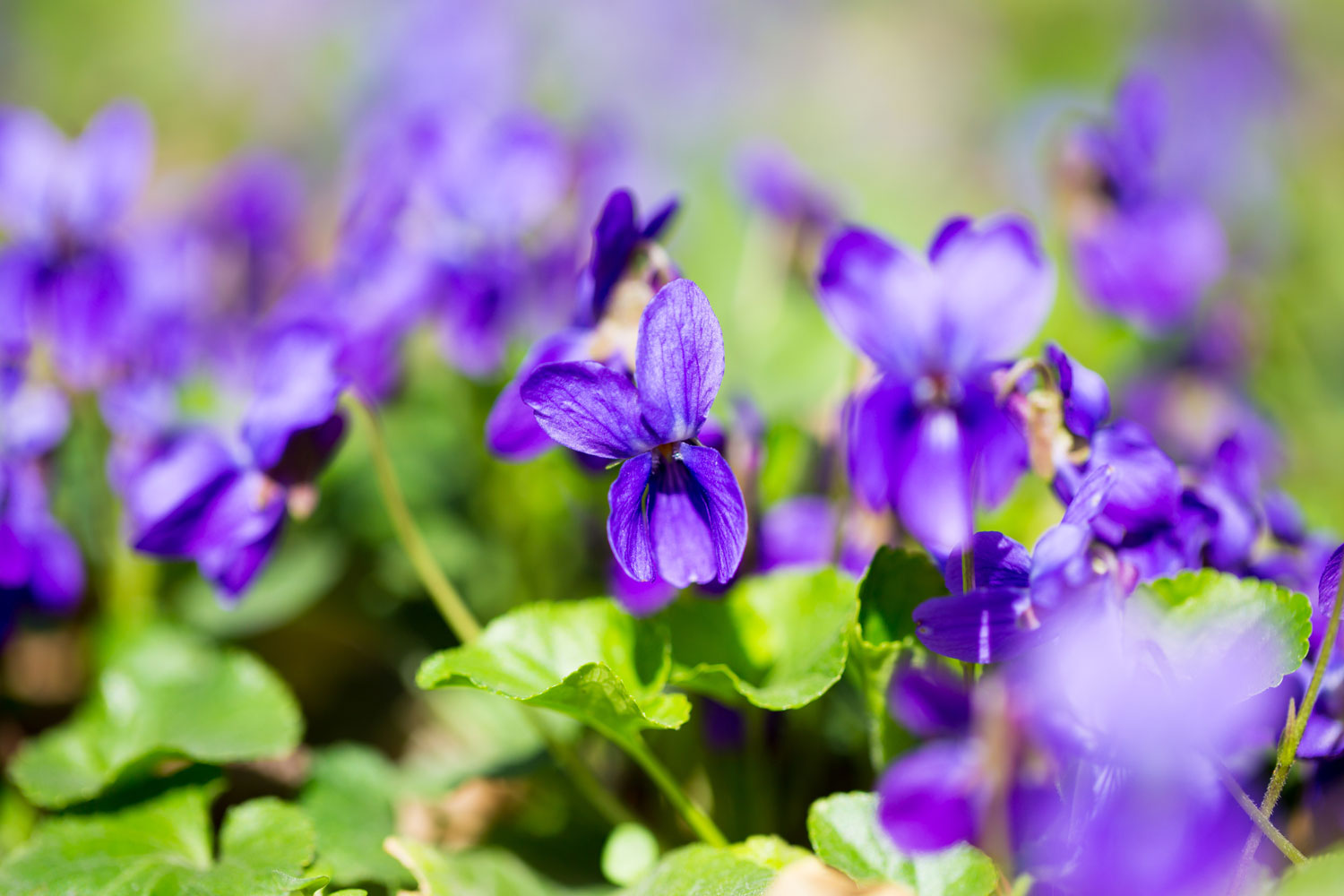 Violette odorante : Propriétés, Bienfaits et Applications en ...