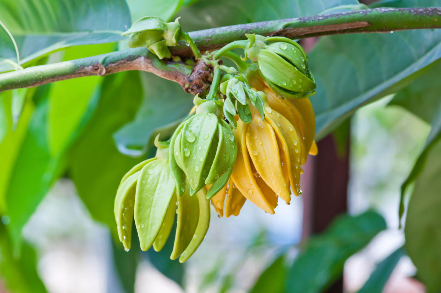 Ylang-ylang : Propriétés, Bienfaits et Applications en Phytothérapie ...