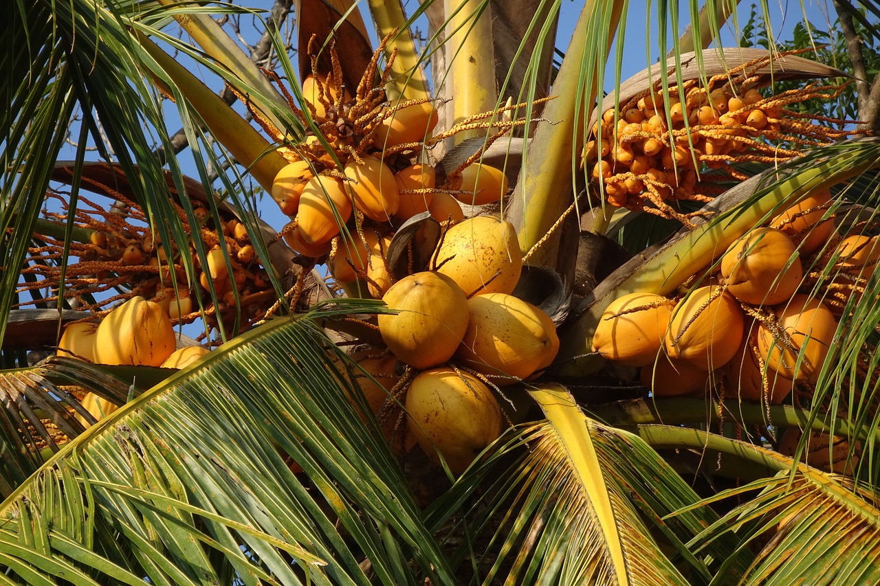 Coco : Propriétés, Bienfaits et Applications en Phytothérapie - France ...