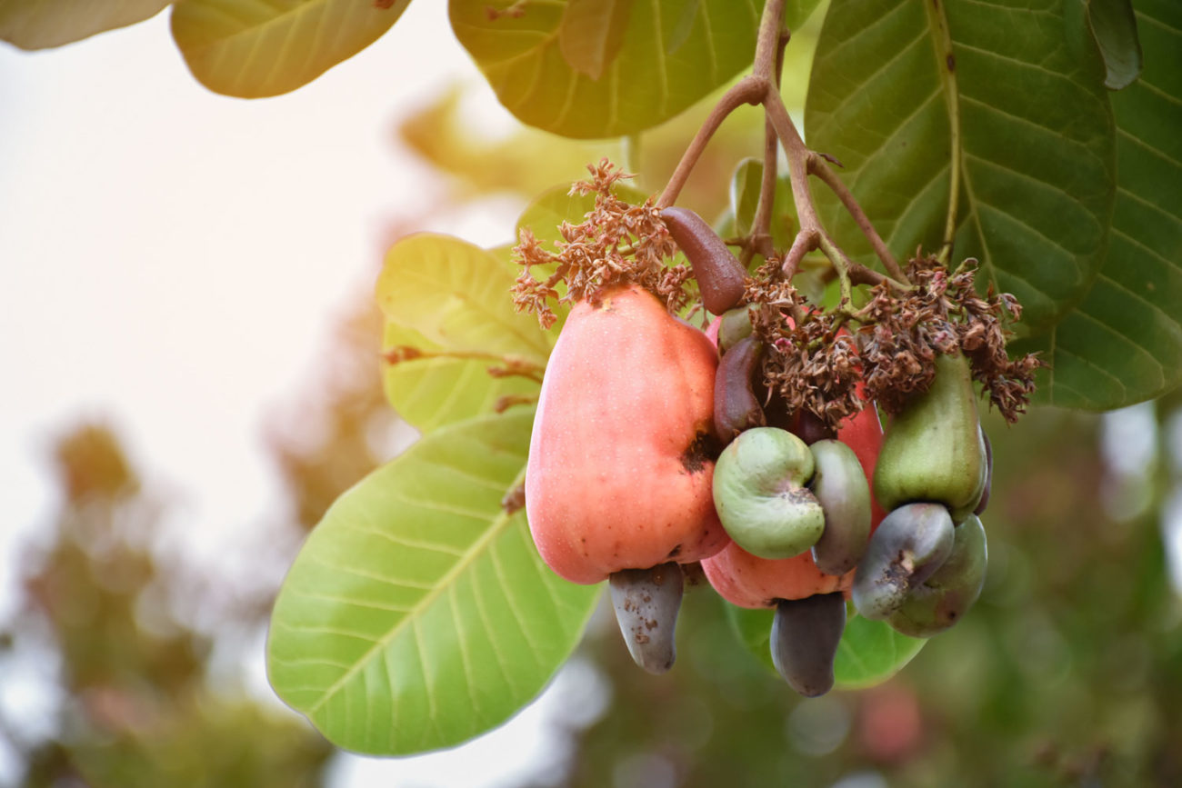 Anacardier : Propriétés, Bienfaits et Applications en Phytothérapie ...