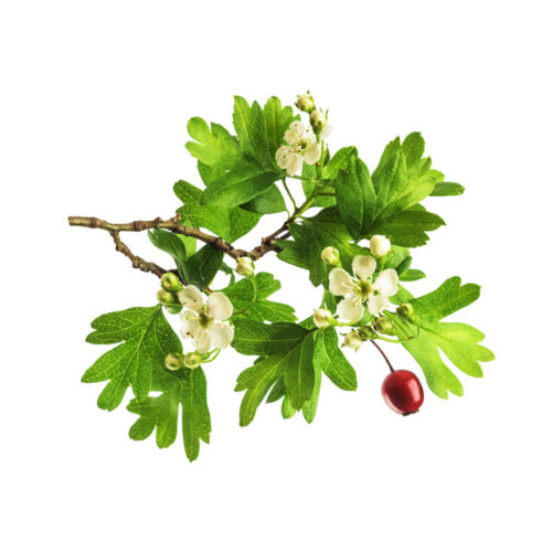 Aubépine : Propriétés, Bienfaits et Applications en Phytothérapie ...