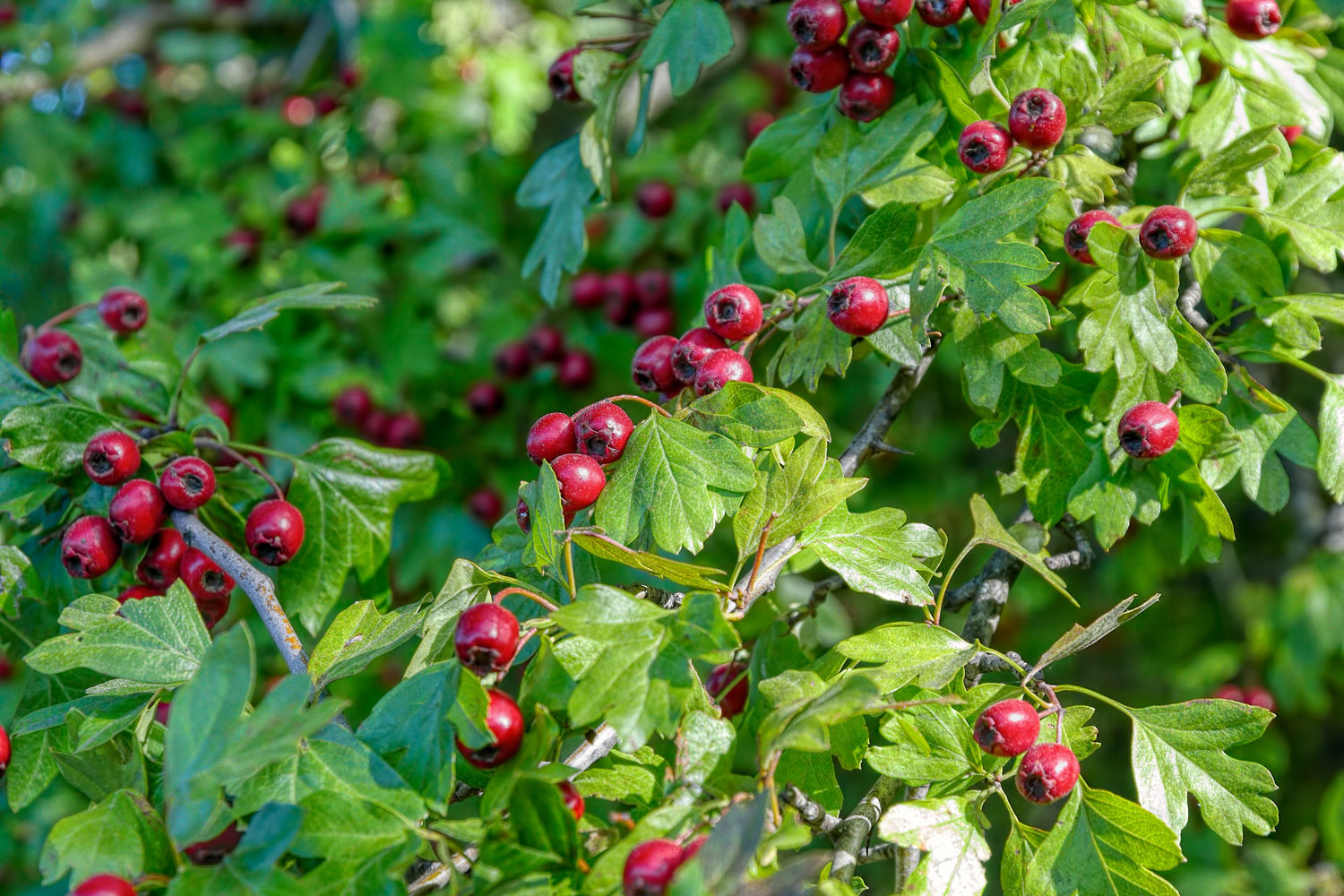 Aubépine : Propriétés, Bienfaits et Applications en Phytothérapie ...