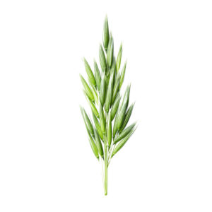 Avoine : Propriétés, Bienfaits et Applications en Phytothérapie ...