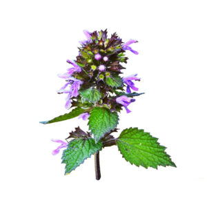 Ballote : Propriétés, Bienfaits et Applications en Phytothérapie ...