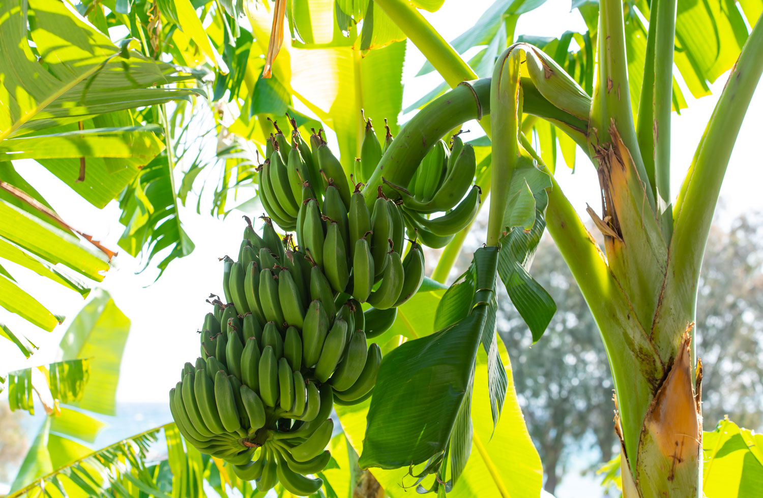 Banane : Propriétés, Bienfaits et Applications en Phytothérapie ...