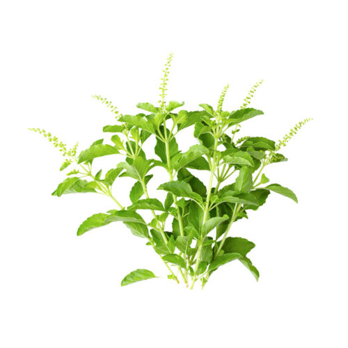 Basilic sacré : Propriétés, Bienfaits et Applications en Phytothérapie ...