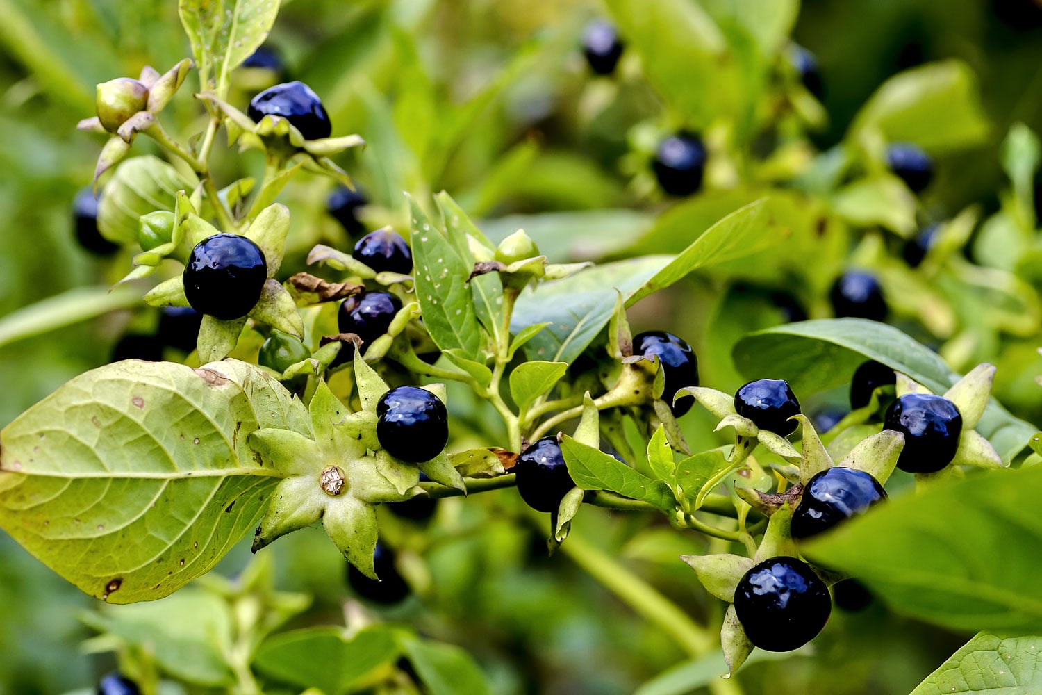 Belladone : Propriétés, Bienfaits et Applications en Phytothérapie ...