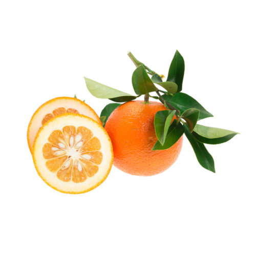 Bigaradier : Propriétés, Bienfaits et Applications en Phytothérapie ...