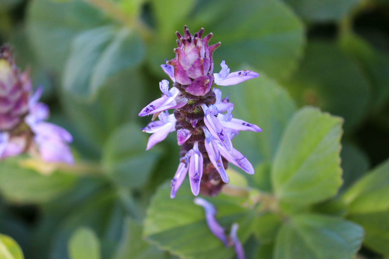 Boldo : Propriétés, Bienfaits et Applications en Phytothérapie - France ...