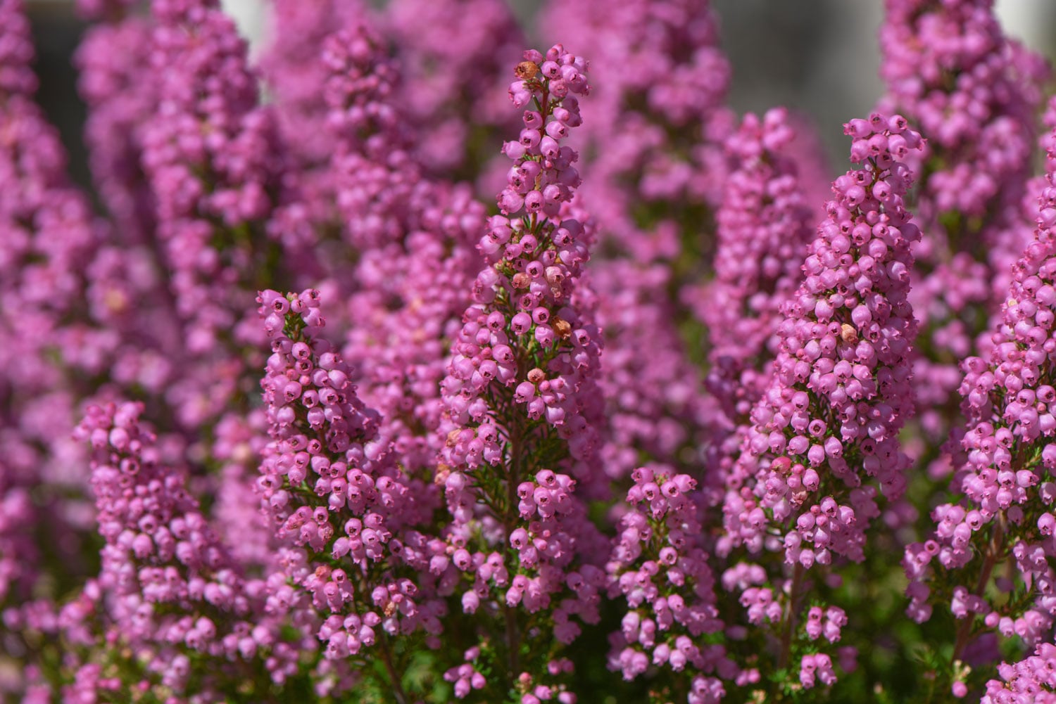 Bruyère : Propriétés, Bienfaits et Applications en Phytothérapie ...