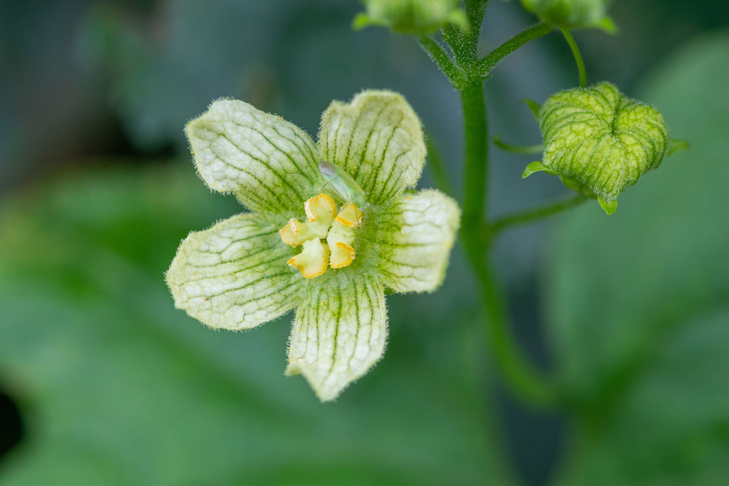 Bryone dioïque : Propriétés, Bienfaits et Applications en Phytothérapie ...