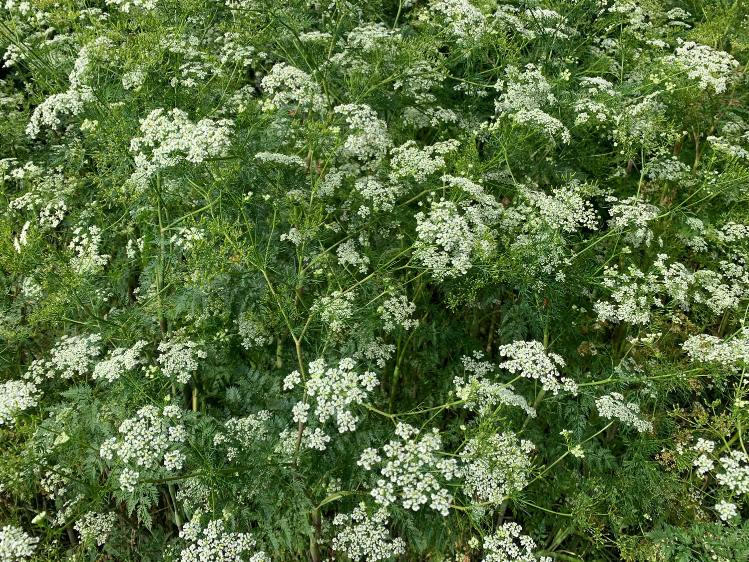 Carvi : Propriétés, Bienfaits et Applications en Phytothérapie - France ...