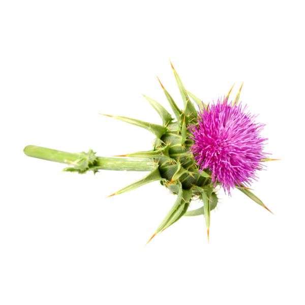 Chardon marie : Propriétés, Bienfaits et Applications en Phytothérapie ...