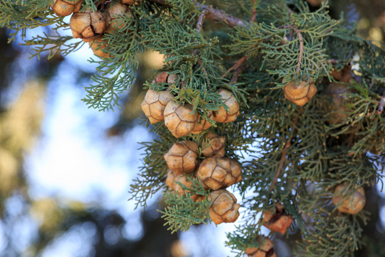 Cyprès : Propriétés, Bienfaits et Applications en Phytothérapie ...