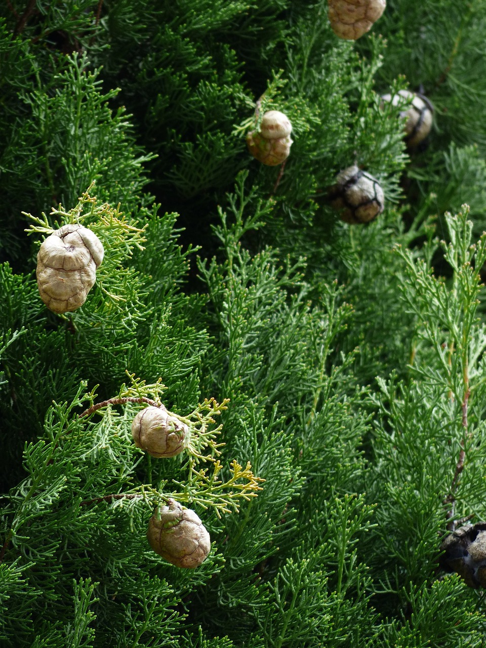 Cyprès : Propriétés, Bienfaits et Applications en Phytothérapie ... Cyprès : Propriétés, Bienfaits et Applications en Phytothérapie ...