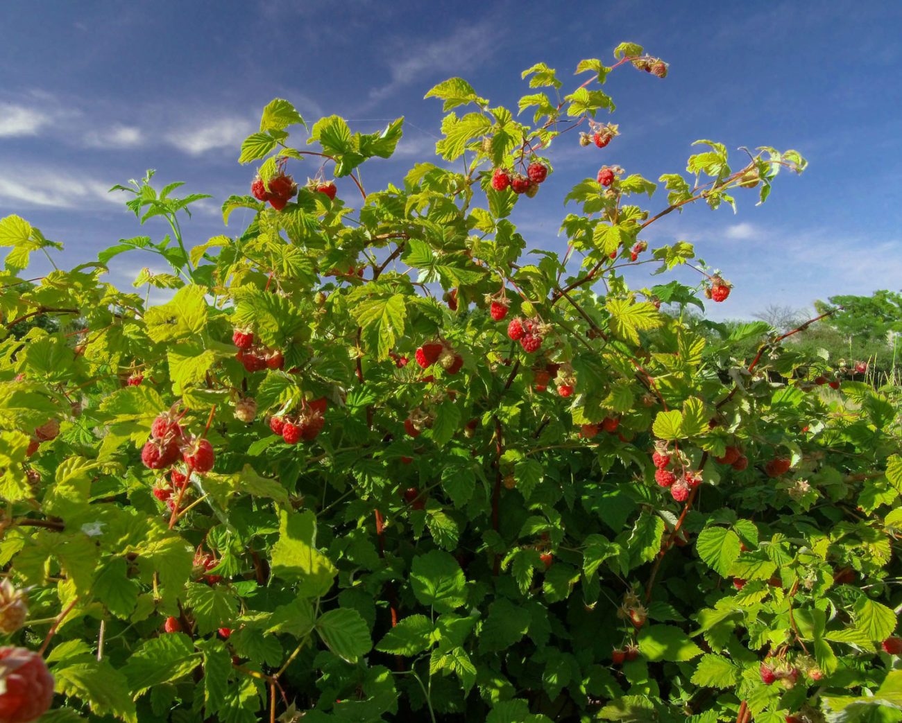 Ronce : Propriétés, Bienfaits et Applications en Phytothérapie - France ...