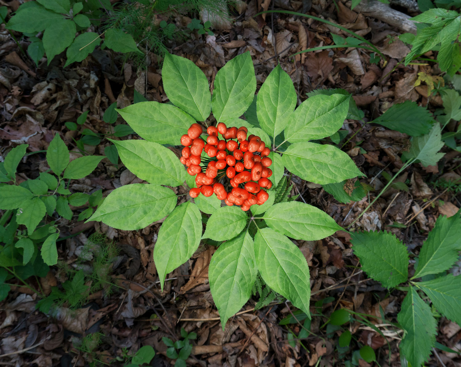 Ginseng : Propriétés, Bienfaits et Applications en Phytothérapie ...